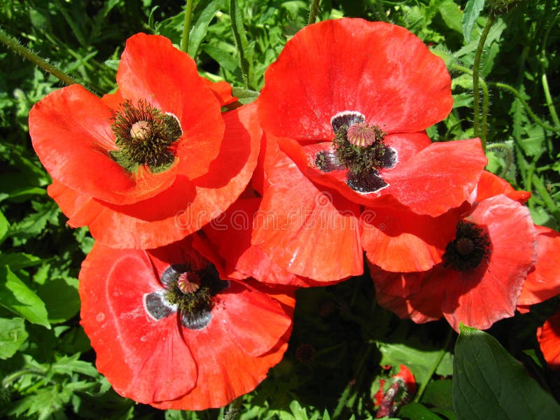 Beautiful Flower of Red Poppy Stock Photo - Image of element, flora ...