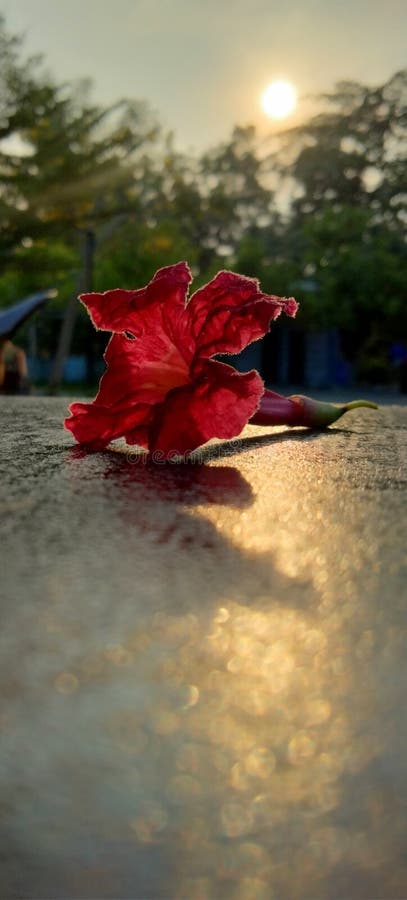 Beautiful Flower Red with Sunset Indonesia Stock Photo - Image of ...