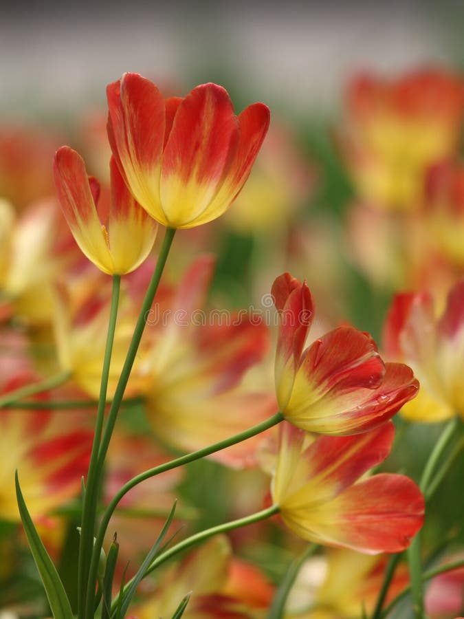 Beautiful flower red tulip stock photo. Image of wallpaper - 5090806