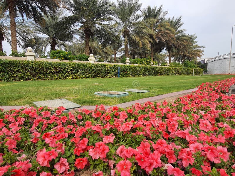 Beautiful Flower on the Road of Sharjah UAE Stock Image - Image of ...