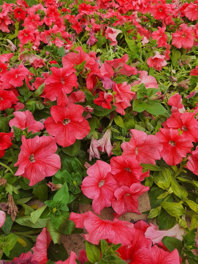 Beautiful Flower on the Road of Sharjah UAE Stock Photo - Image of ...