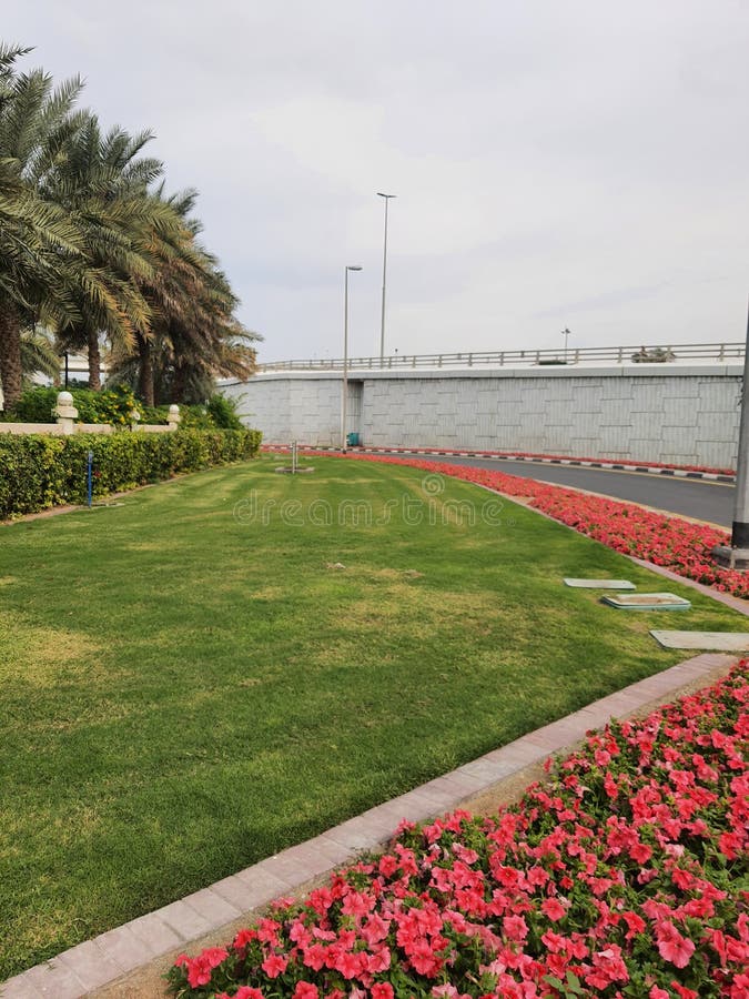 Beautiful Flower on the Road of Sharjah UAE Stock Image - Image of ...