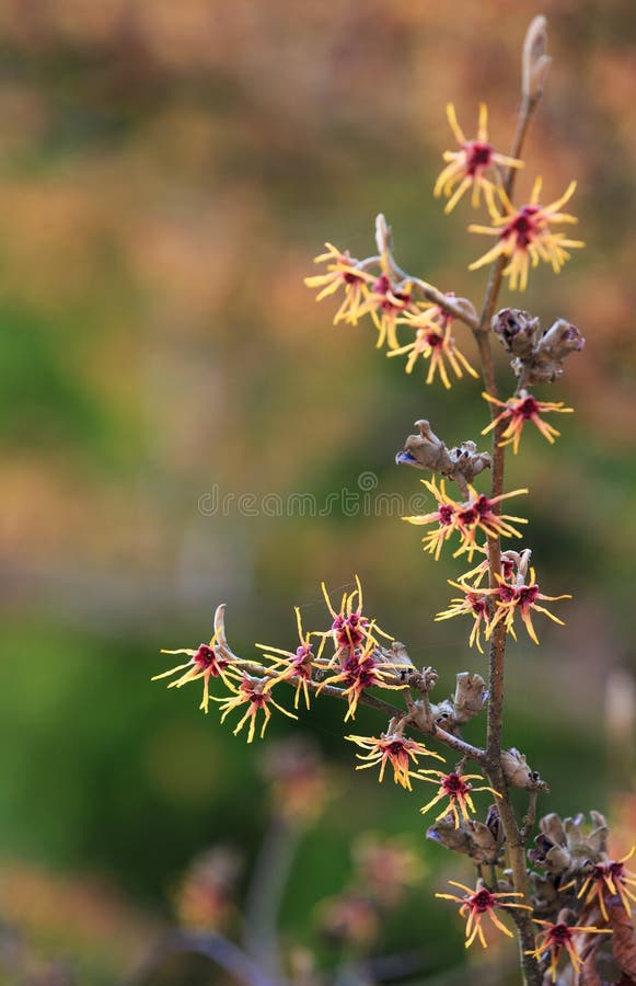 Beautiful Flower Ruby Glow.Hamamelis Intermedia Stock Image - Image of ...