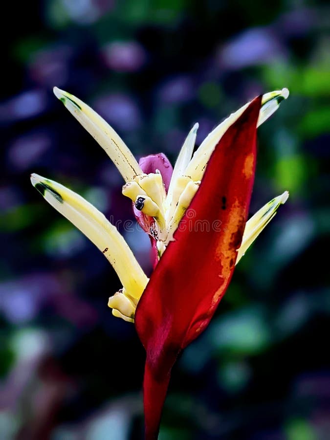 Beautiful flower scenery. stock image. Image of plants - 271987593