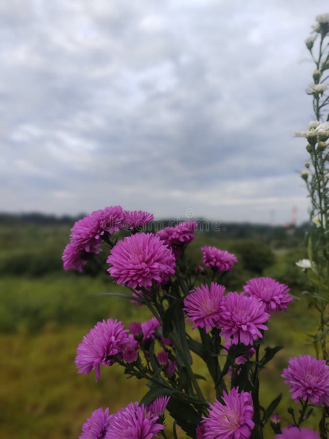 Beautiful Flower Scenery during the Day Stock Image - Image of shrub ...