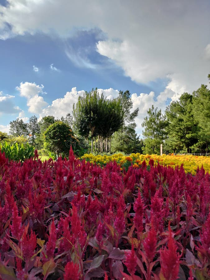 Beautiful Flower Scenery Environment Sky Stock Image - Image of ...