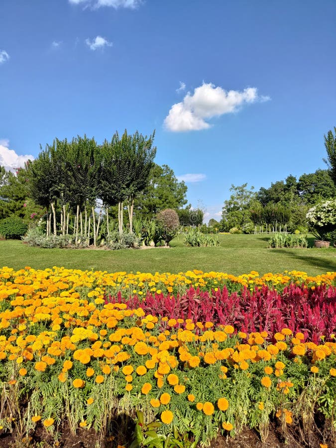 Beautiful Flower Scenery Environment Sky Stock Photo - Image of ...