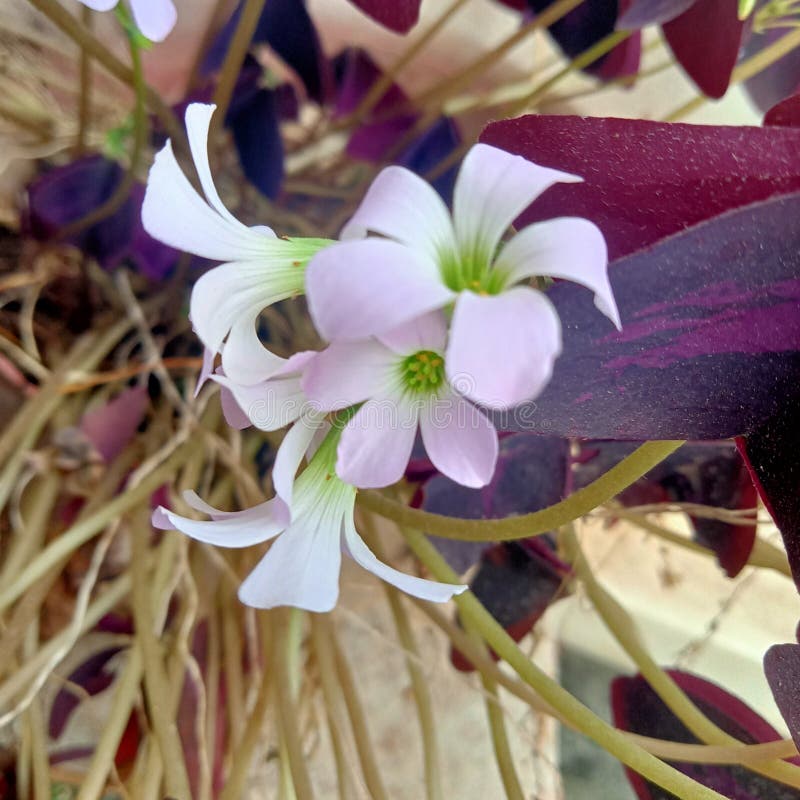 Beautiful Flower Scenery for Ornamental Plants in Front of the House ...