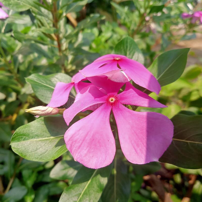 Beautiful Flower Scenery for Ornamental Plants in Front of the House ...