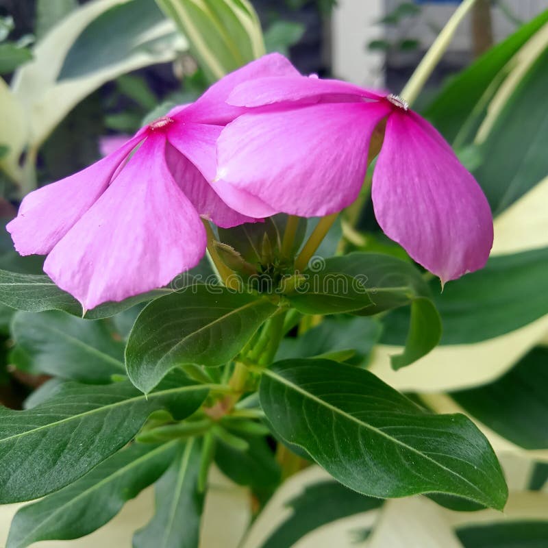 Beautiful Flower Scenery for Ornamental Plants in Front of the House ...