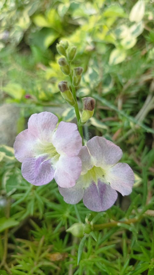 The School Garden is Decorated with Beautiful Trees and Ornamental ...