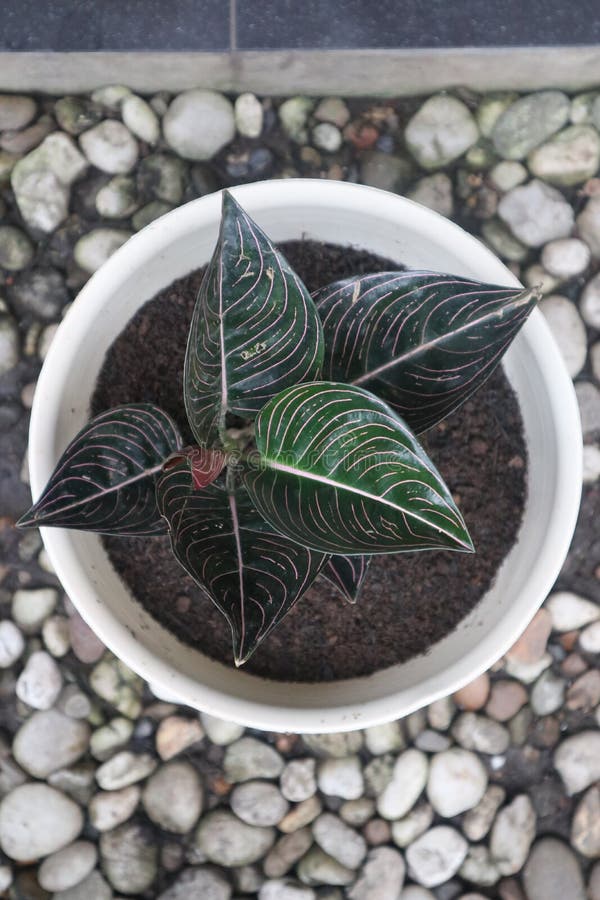 A Beautiful Flower Seen from Top Stock Photo - Image of green, amazing ...