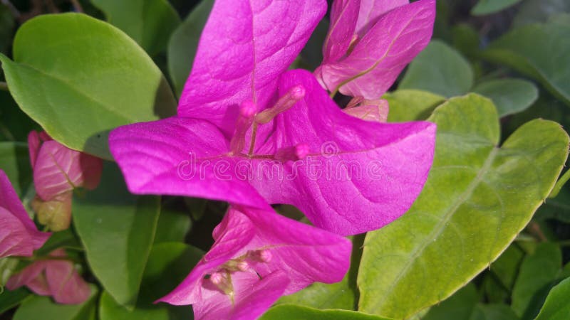 Flowerful stock photo. Image of flowerful, beautiful - 112785428