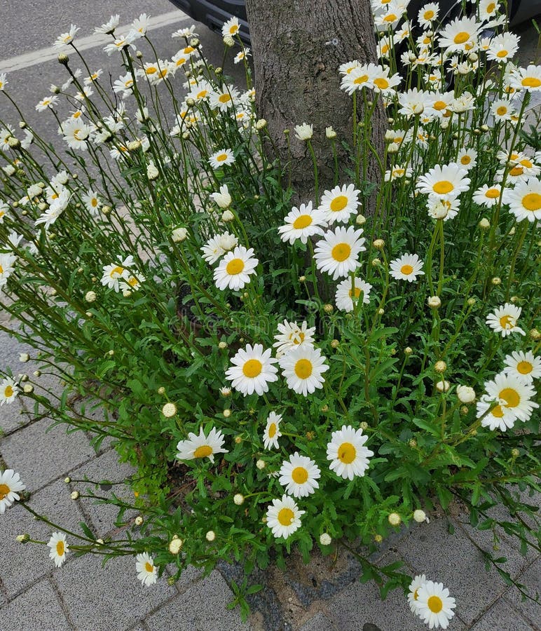 Beautiful Flower at the Side of Road. Editorial Stock Image - Image of ...
