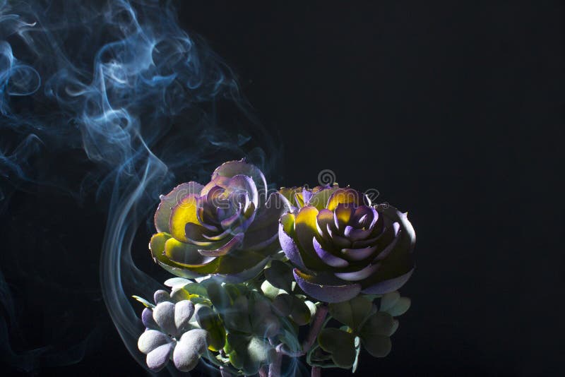 Beautiful Flower in the Smoke. Stock Illustration - Illustration of ...