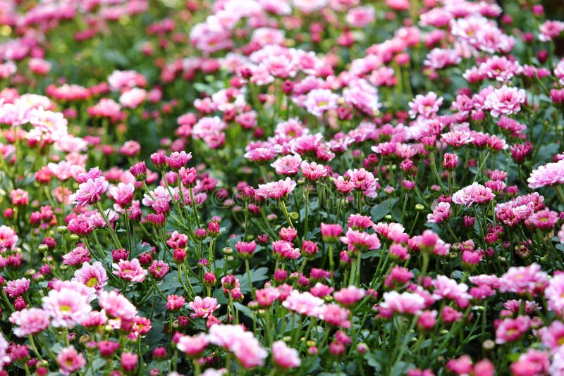 Beautiful Flower Spring Blossom in the Garden Stock Photo - Image of ...