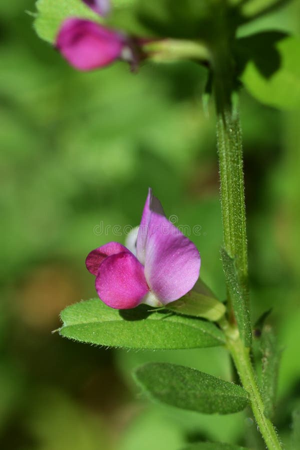 Vetch stock image. Image of flora, colorful, garden - 114192305
