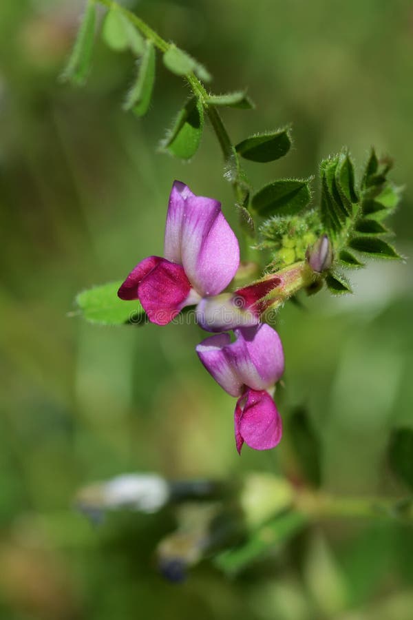Vetch stock photo. Image of flora, spring, colorful - 114192324