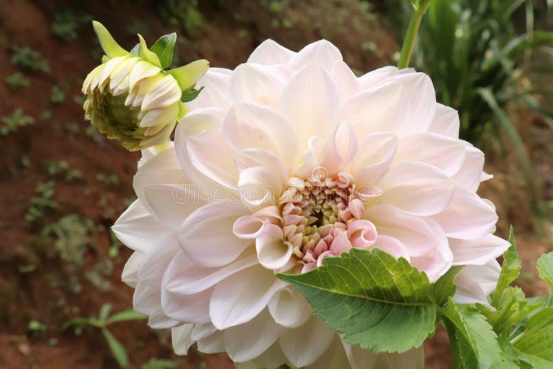 Beautiful Deliya Stock Photos - Free & Royalty-Free Stock Photos from ...