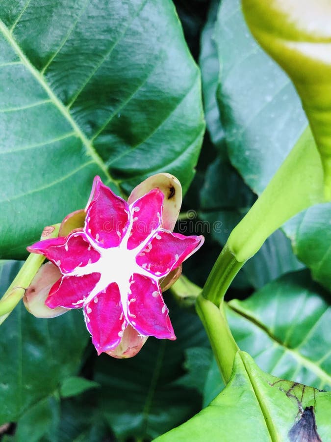 Thakuni Stock Photos - Free & Royalty-Free Stock Photos from Dreamstime