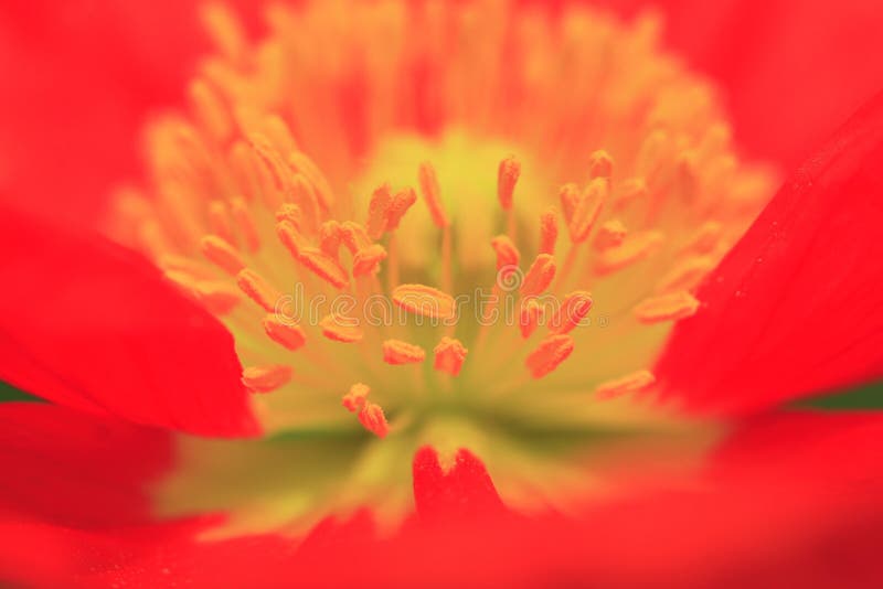 Flower stamen stock image. Image of single, petal, object - 15371973