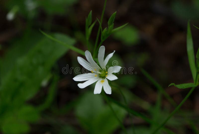 Beautiful Flower of Stellaria Nemorum Stock Photo - Image of flora ...