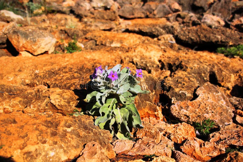 Strong Flower in the Garden Stock Photo - Image of beautiful, pretty ...