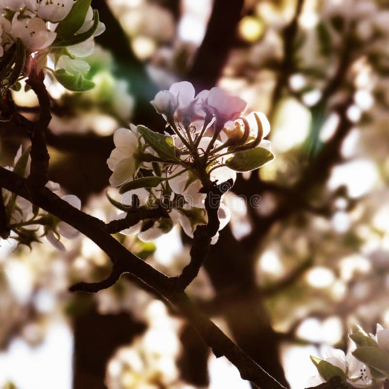 Beautiful flower on tree stock image. Image of spring - 182321045