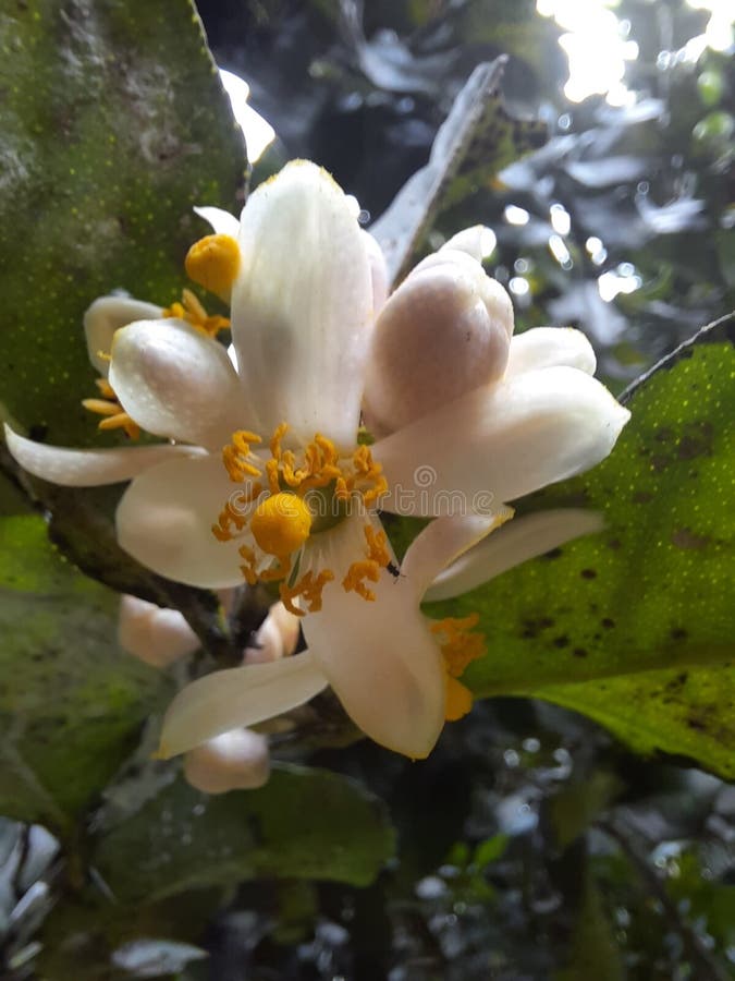 A Beautiful Flower on a Tree that Has a Sour Fruity Taste Stock Image ...