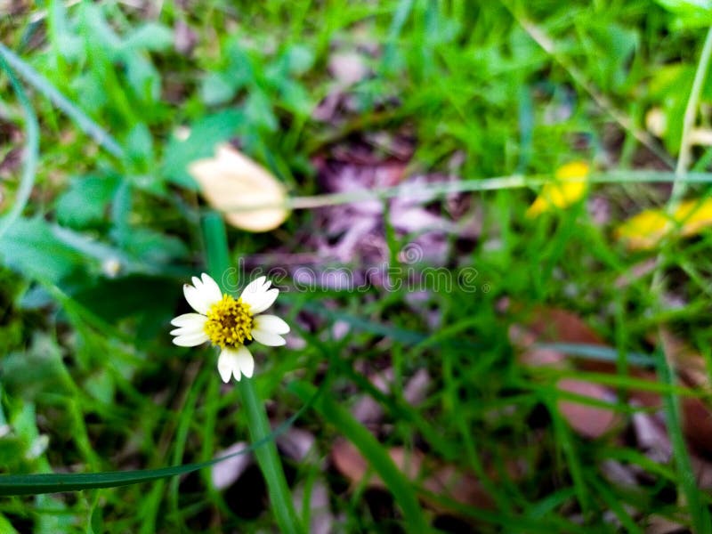 Tridax Procumbens, Grass Flowers Growing Up in Nature Looks Fresh and ...