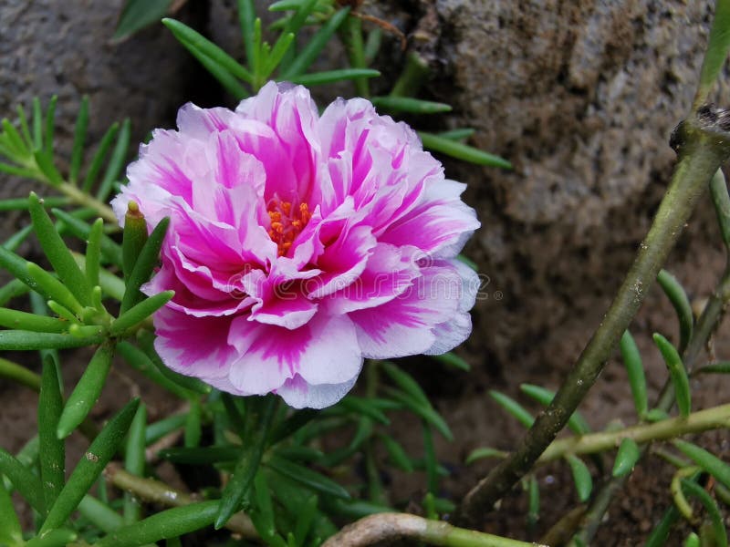 Beautiful Flower with Two Combination Colours on the Ground Stock Photo ...