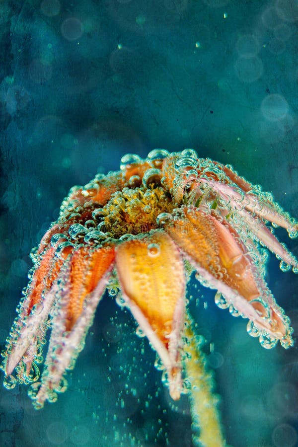 Beautiful Flower Under Water With Bubbles Stock Image - Image: 41299451