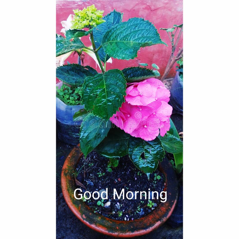 Beautiful Flower Unknown Name Stock Photo - Image of flower, lavender ...