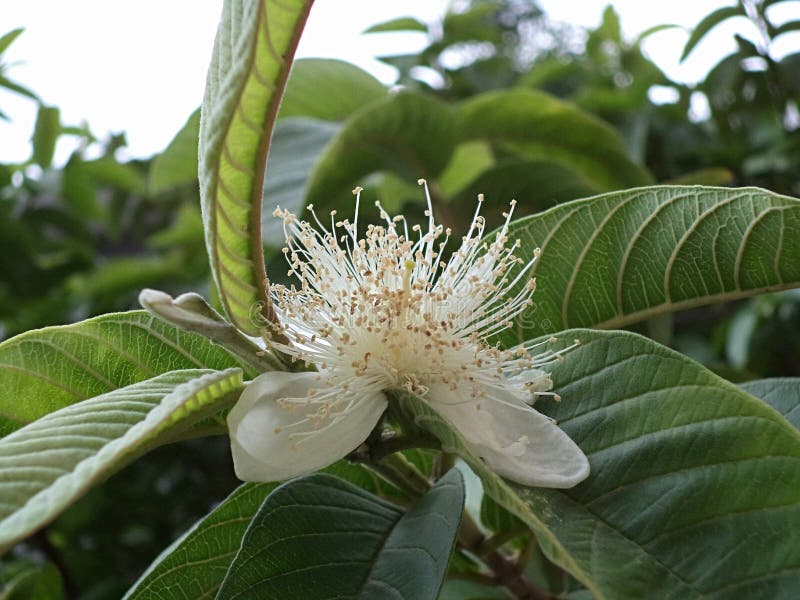 Beautiful Flower View stock photo. Image of flower, view - 125102368