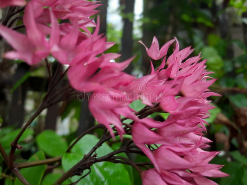 Beautiful flower vines stock photo. Image of plant, nature - 206463902