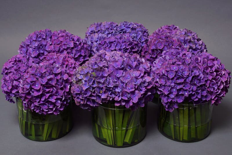 Beautiful Flower Violet Hydrangeas Stock Photo - Image of fresh ...
