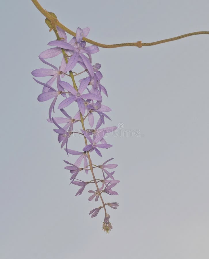 667 Viral Flower Stock Photos - Free & Royalty-Free Stock Photos from ...