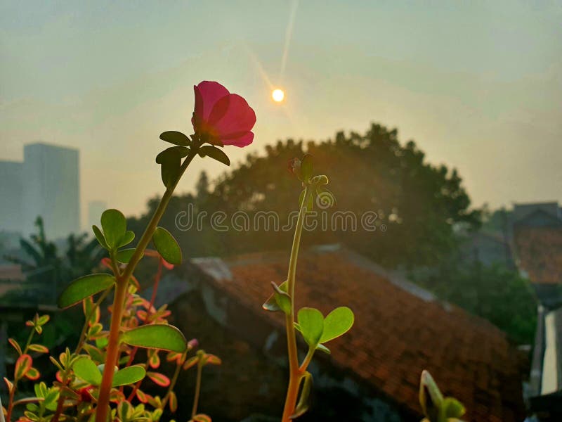 Beautiful Flower Waiting Sunrise Every Morning Stock Image - Image of ...