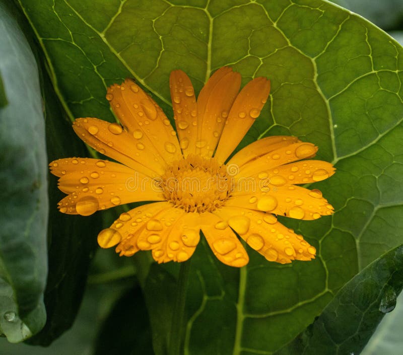 Beautiful Flower with Water Drops Under the Leaf Stock Image - Image of ...