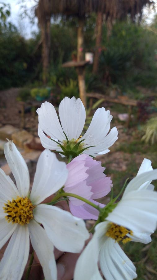 Beautiful Flower is always Wear the True Colors Stock Photo - Image of ...