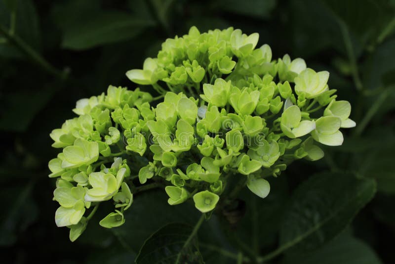 Beautiful Flower with White Color Flower Stock Image - Image of ...