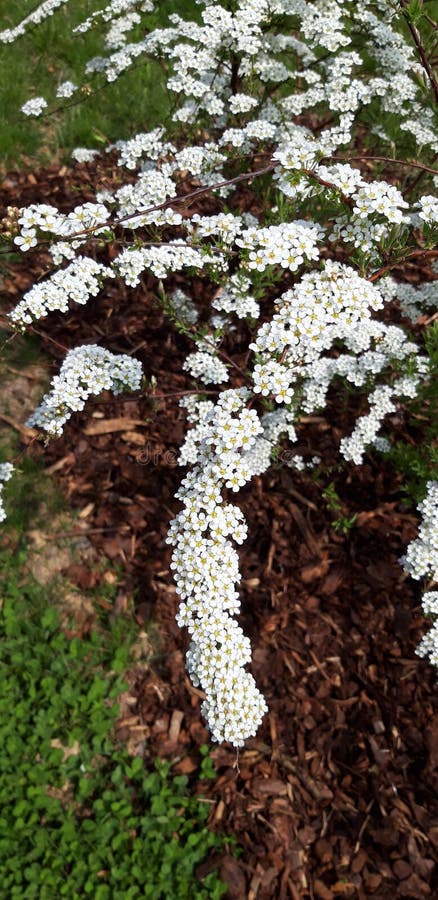 Beautiful Flower and White Rare Color Stock Photo - Image of wildflower ...