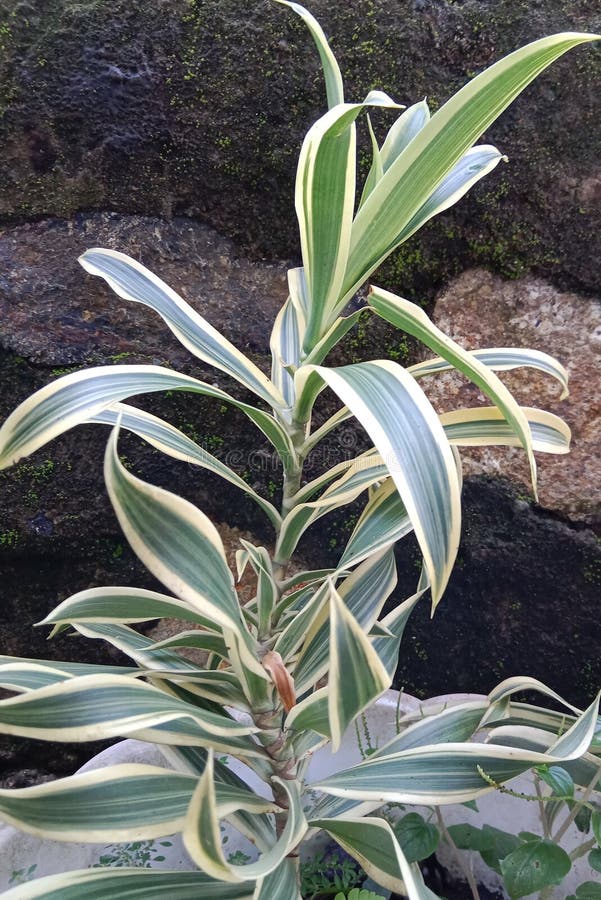 A Beautiful Flower Whose Leaves are Green with a Yellow Border Stock ...