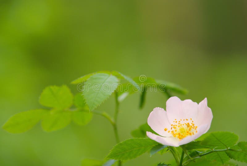 Beautiful Flower of the Wild Rose Stock Image - Image of shine ...