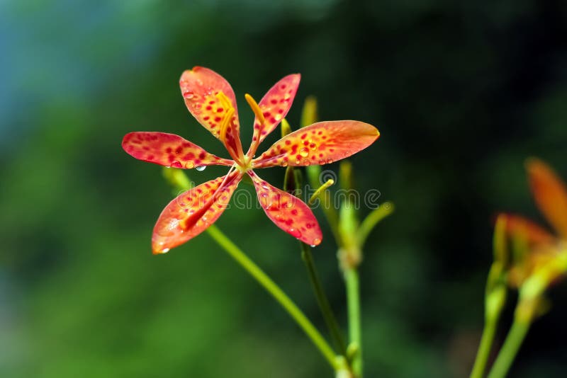 Beautiful Flower Yellow and Orange Mix Color with Rain Drops Stock ...
