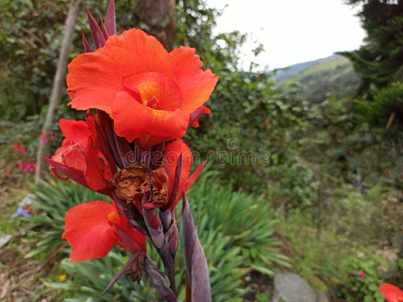 Beautiful flowered plant stock image. Image of floral - 206278751