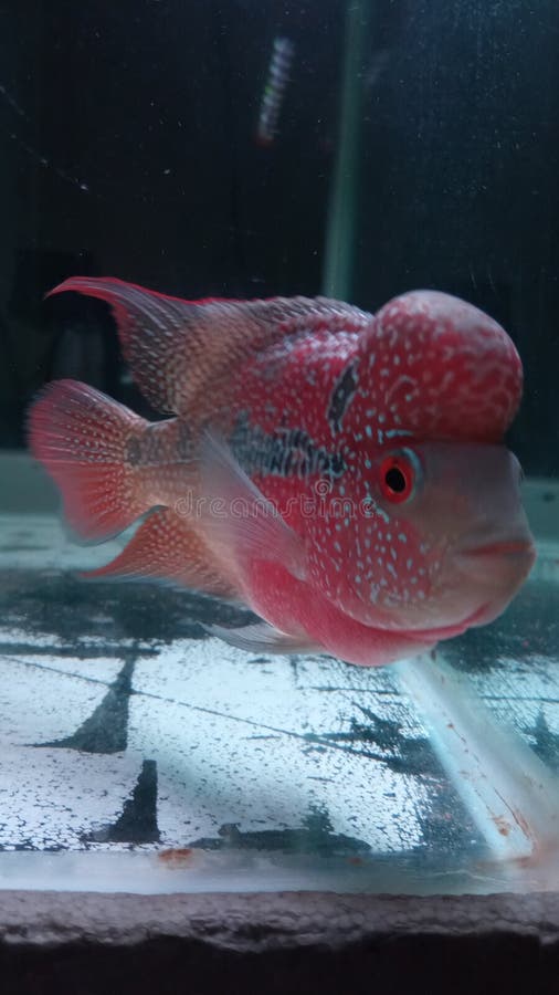 Beautiful Flowerhorn Fish, Very Red in Color Stock Image - Image of ...