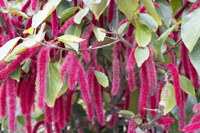Beautiful Flowering Acalypha Hispida. Stock Image - Image of evergreen ...