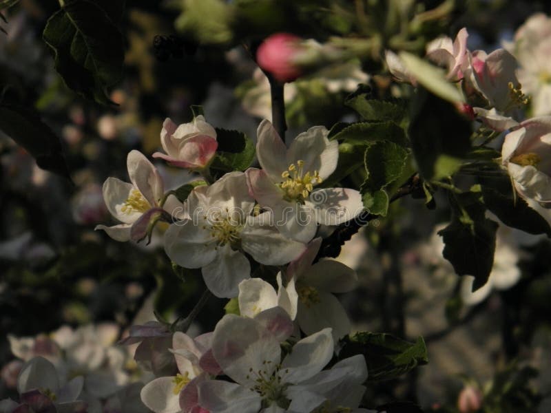 Beautiful Flowering Apple Tree Stock Photo - Image of great, gray ...