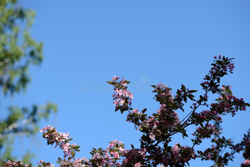 Beautiful Flowering Apple Tree in Spring Garden Stock Image - Image of ...